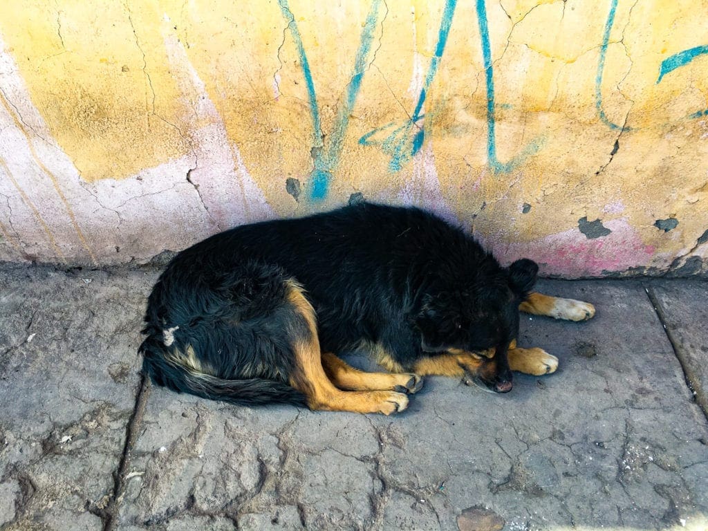 The Wandering Street Dogs of Peru • Simply Angella