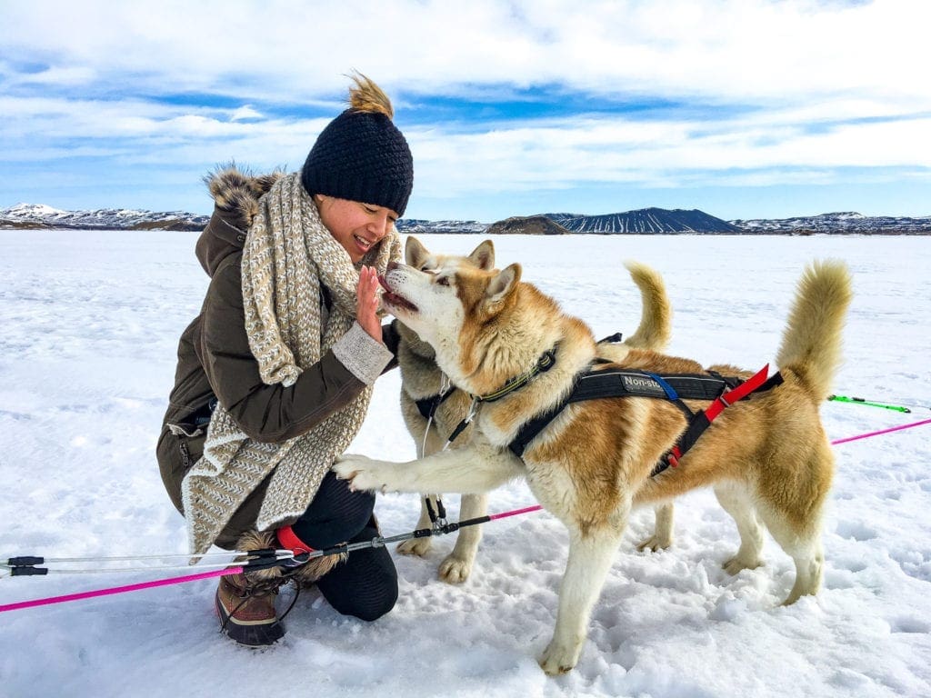 Snow Dogs: A Memorable Dog Sledding Experience in Iceland • Simply Angella