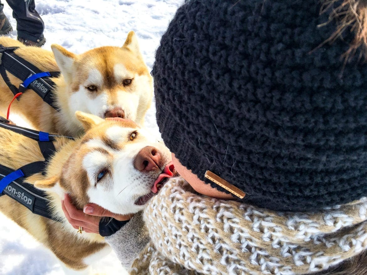 Snow Dogs: A Memorable Dog Sledding Experience in Iceland • Simply Angella