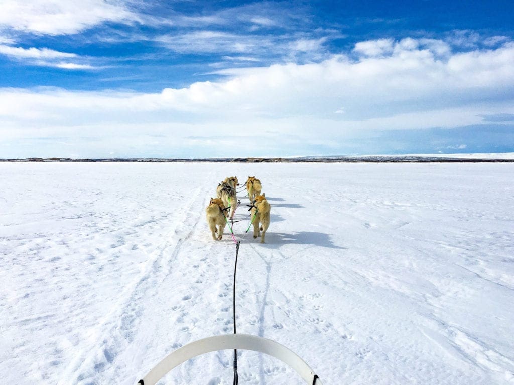 Snow Dogs: A Memorable Dog Sledding Experience in Iceland • Simply Angella